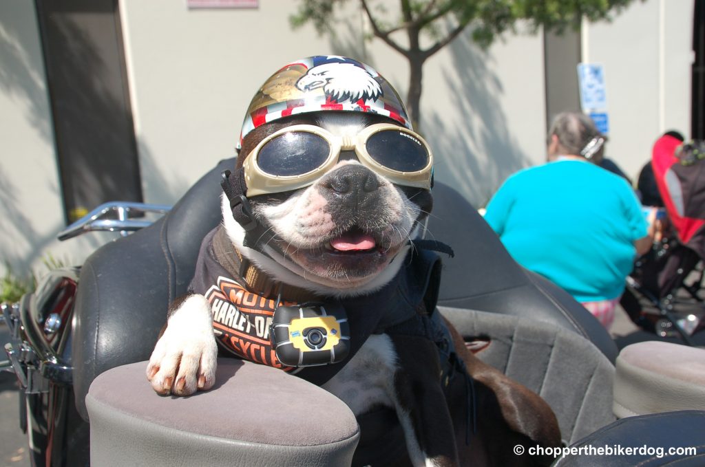Chopper the Biker Dog, San Diego’s Beloved Celebrity – The Goodness ...